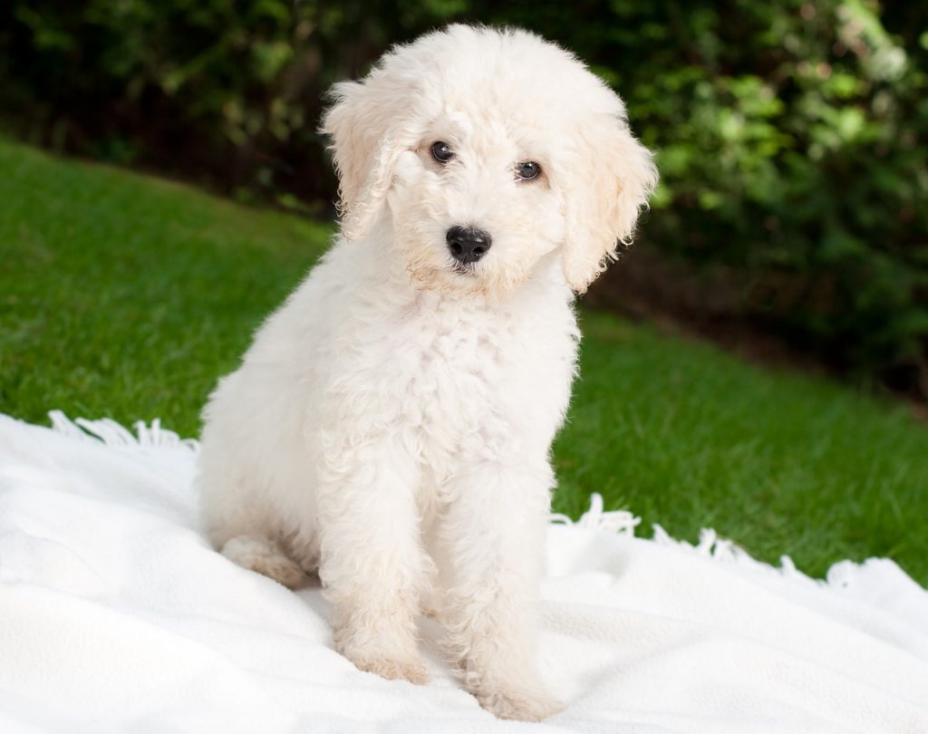 Labradoodle wit - Tips over het verzorgen