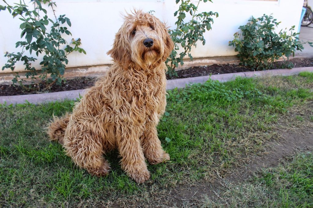Labradoodle fleece - alles over het verzorgen van curly, wavy of fleece